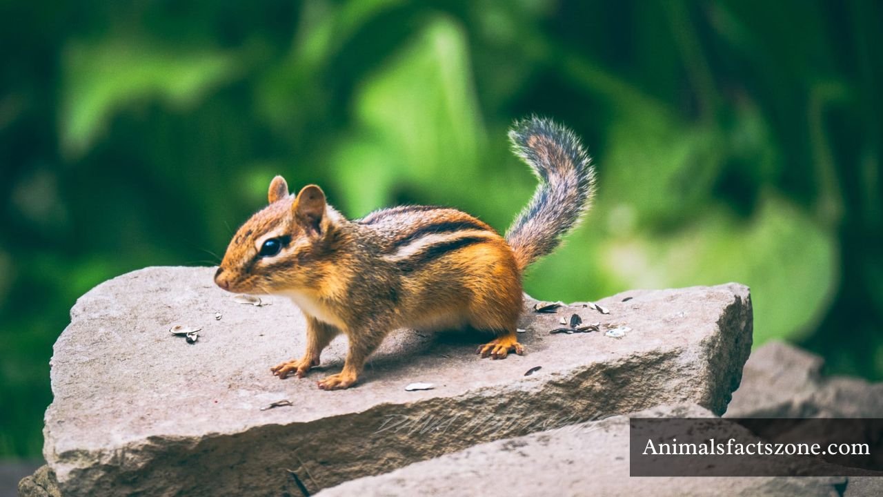 Top 15 Animals That Eat Corns (With Pictures)