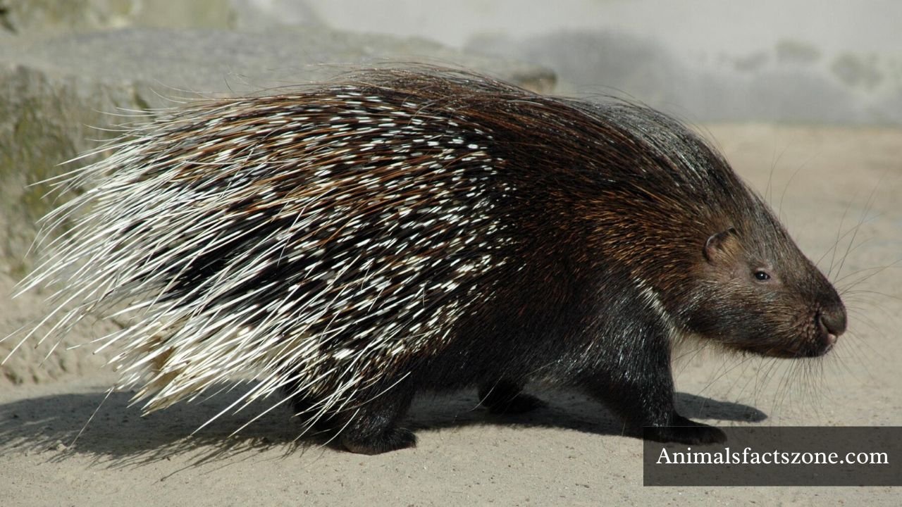 Top 12 Animals That Have Quills (With Pictures)