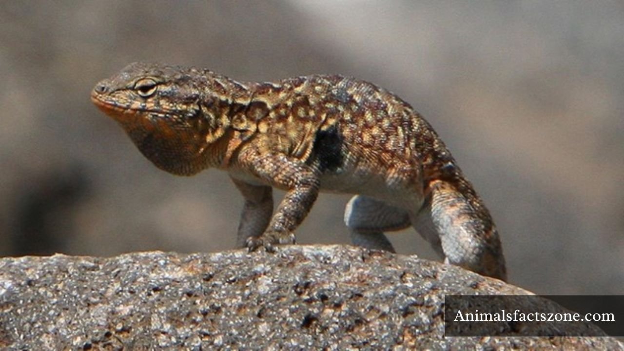 Top 25 Most Quiet Animals (With Pictures)
