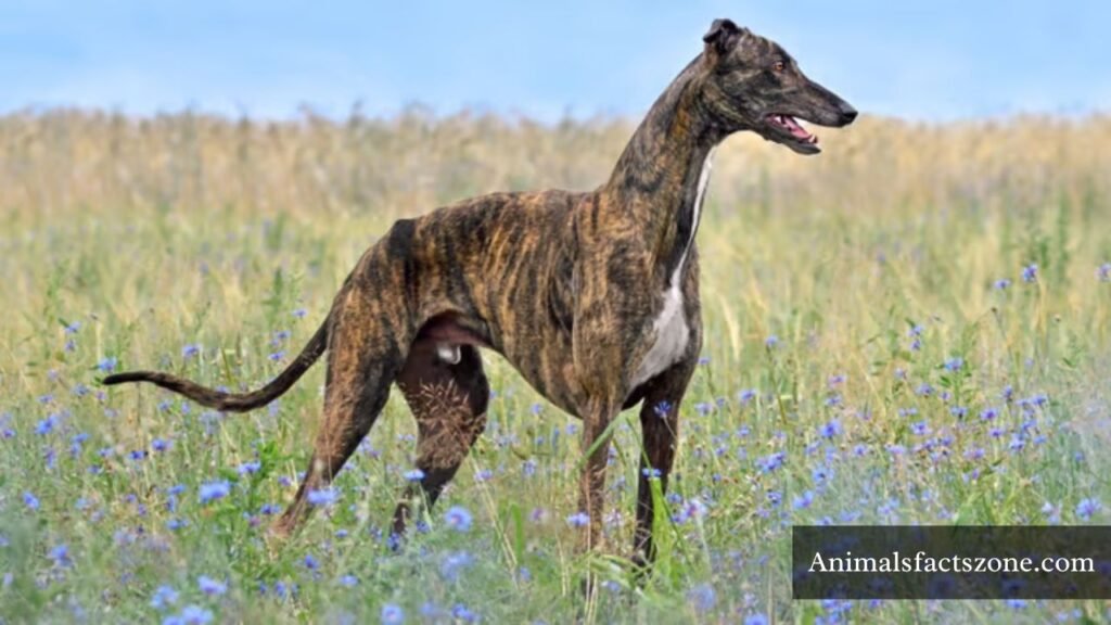 Top 24 Most Skinny Animals (With Pictures)