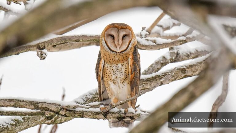 Top 25 Most Quiet Animals (With Pictures)