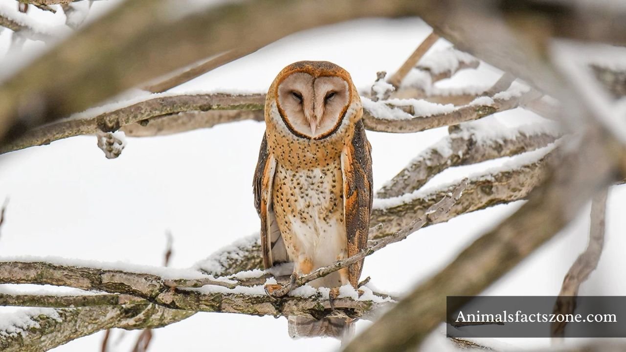 Top 25 Most Quiet Animals (With Pictures)