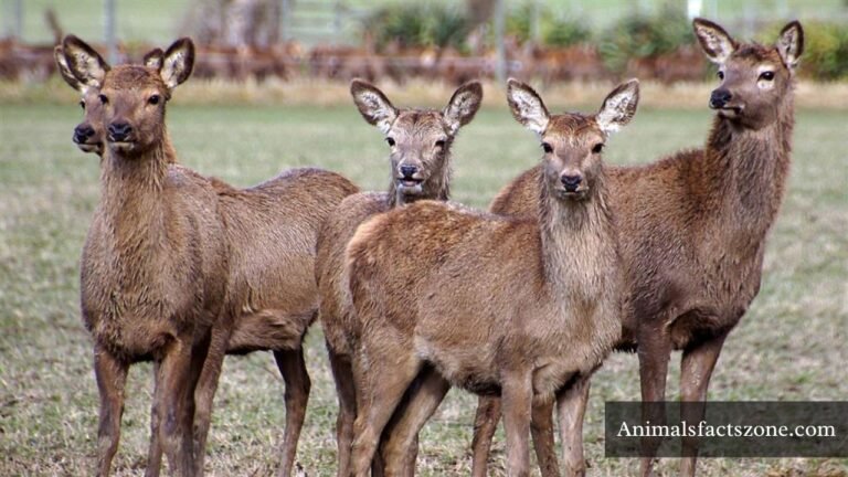 Top 25 Most Quiet Animals (With Pictures)