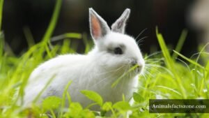 Top 25 Most Quiet Animals (With Pictures)