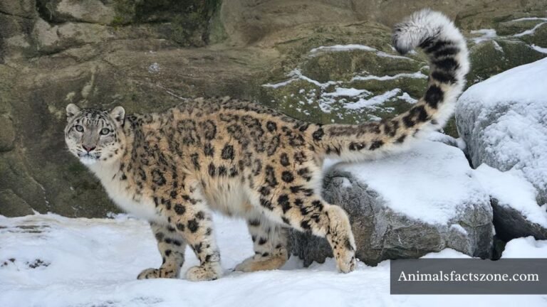 Top 25 Most Quiet Animals (With Pictures)