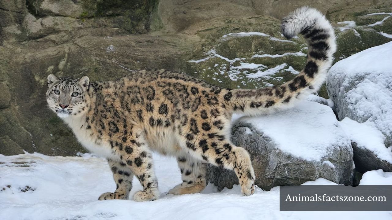 Top 25 Most Quiet Animals (With Pictures)