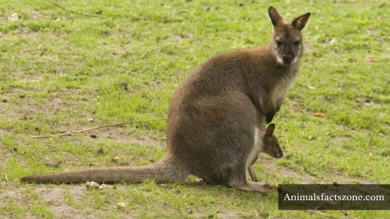 Top 18 Animals That Walk On Two Legs (With Images)