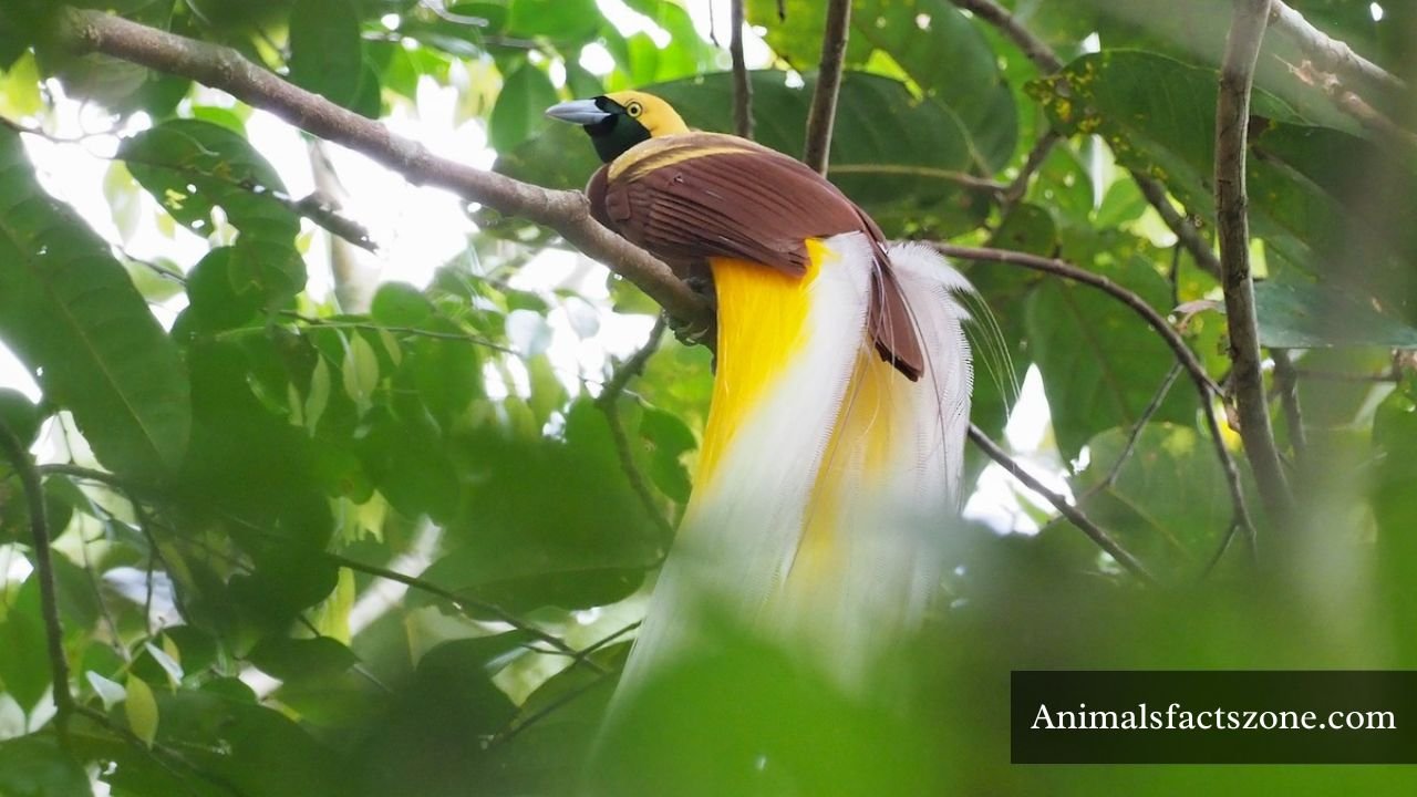 Top 15 Cleanest Animals in The World (With Pictures)