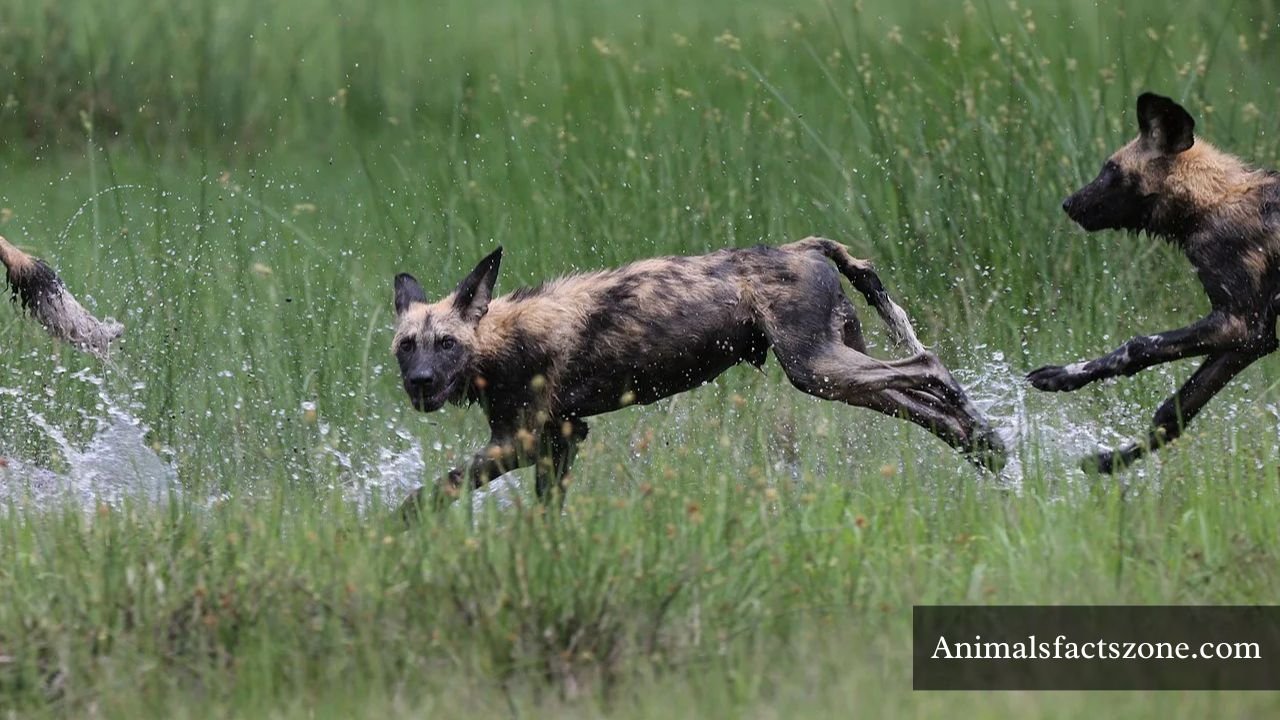 Top 13 Most Agile Animals in the World (With Images)