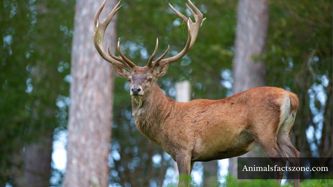 Top 15 Cleanest Animals in The World (With Pictures)