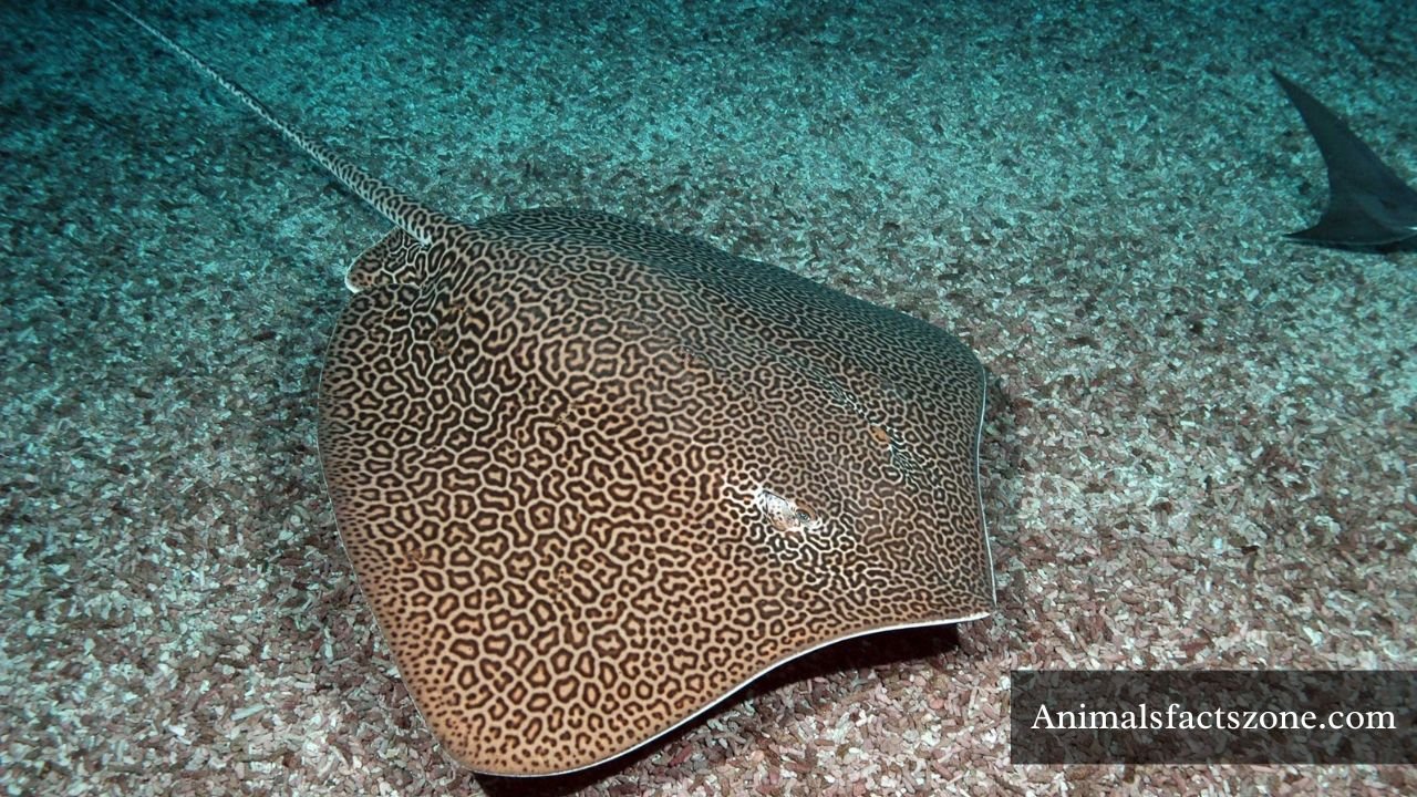 Explore Top 23 Animals with Long Tails (Pictures Included)