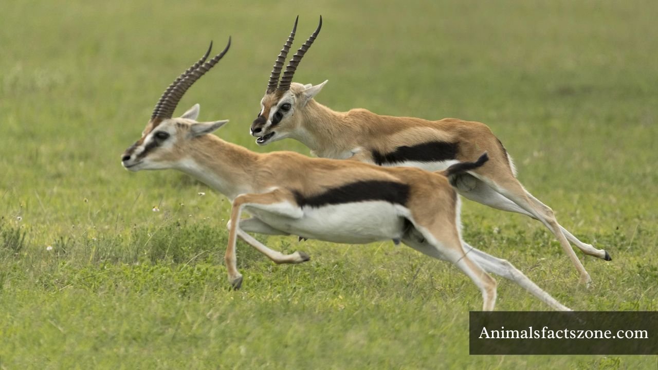 Top 13 Most Agile Animals in the World (With Images)