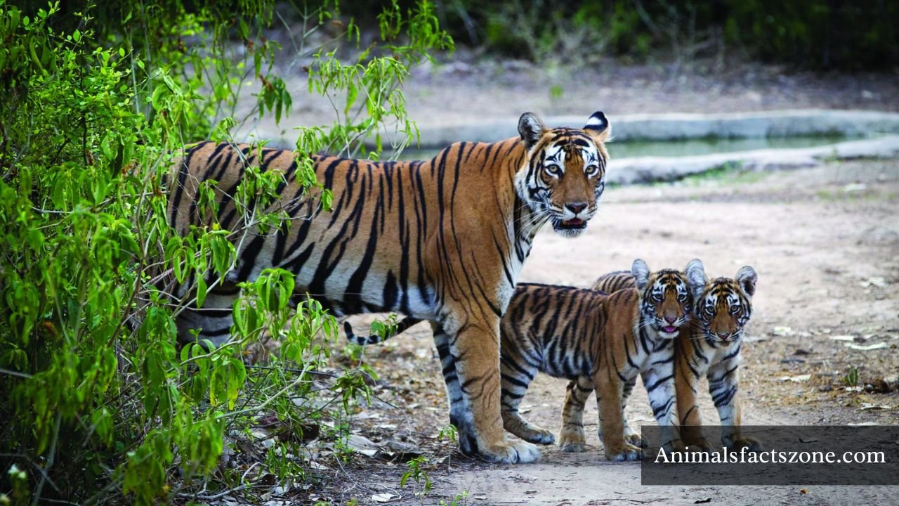Top 15 Cleanest Animals in The World (With Pictures)