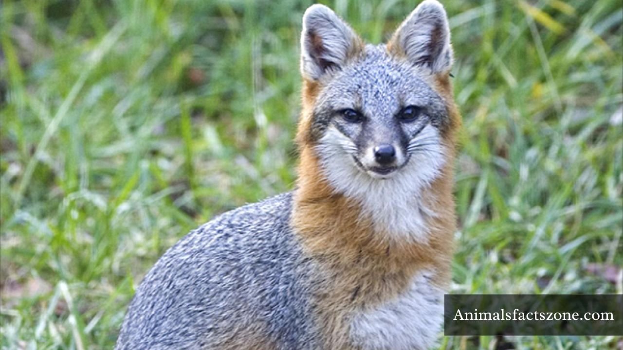 Top 13 Most Agile Animals in the World (With Images)